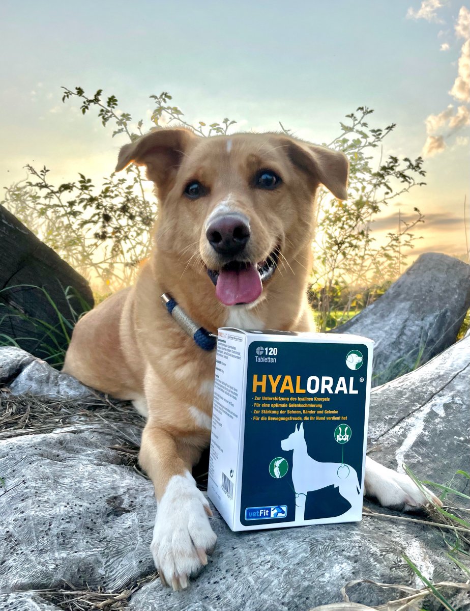 HyalOraL für Hunde - Hyaluronsäure für gesunde Gelenke