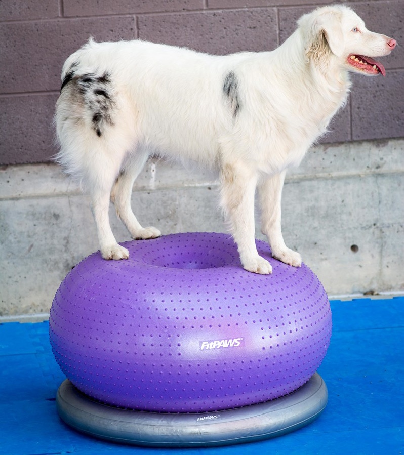 FitPAWS® TRAX Donut – Balance & Muskeltraining für Hund