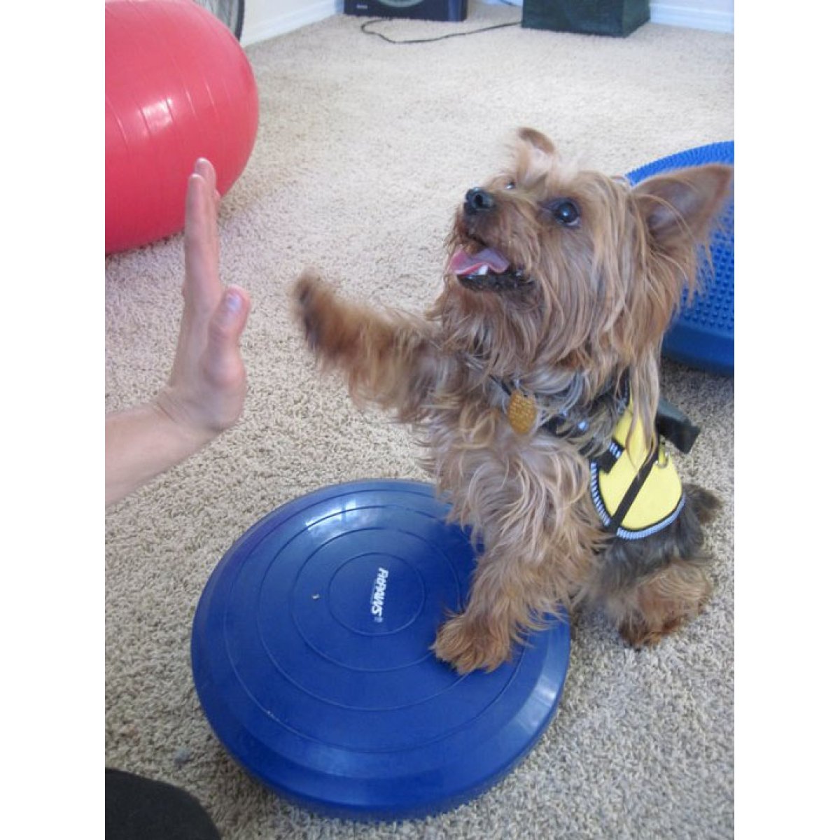 FitPAWS® Balance Disc – Gleichgewichtstraining für Hund