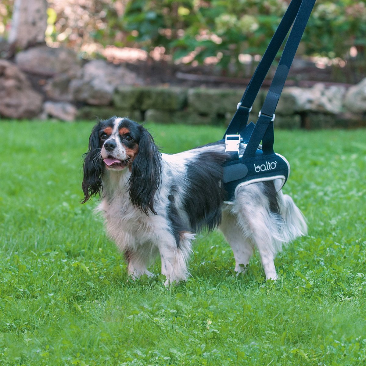 Balto BT UP - Hinterhand-Stütze für Hunde