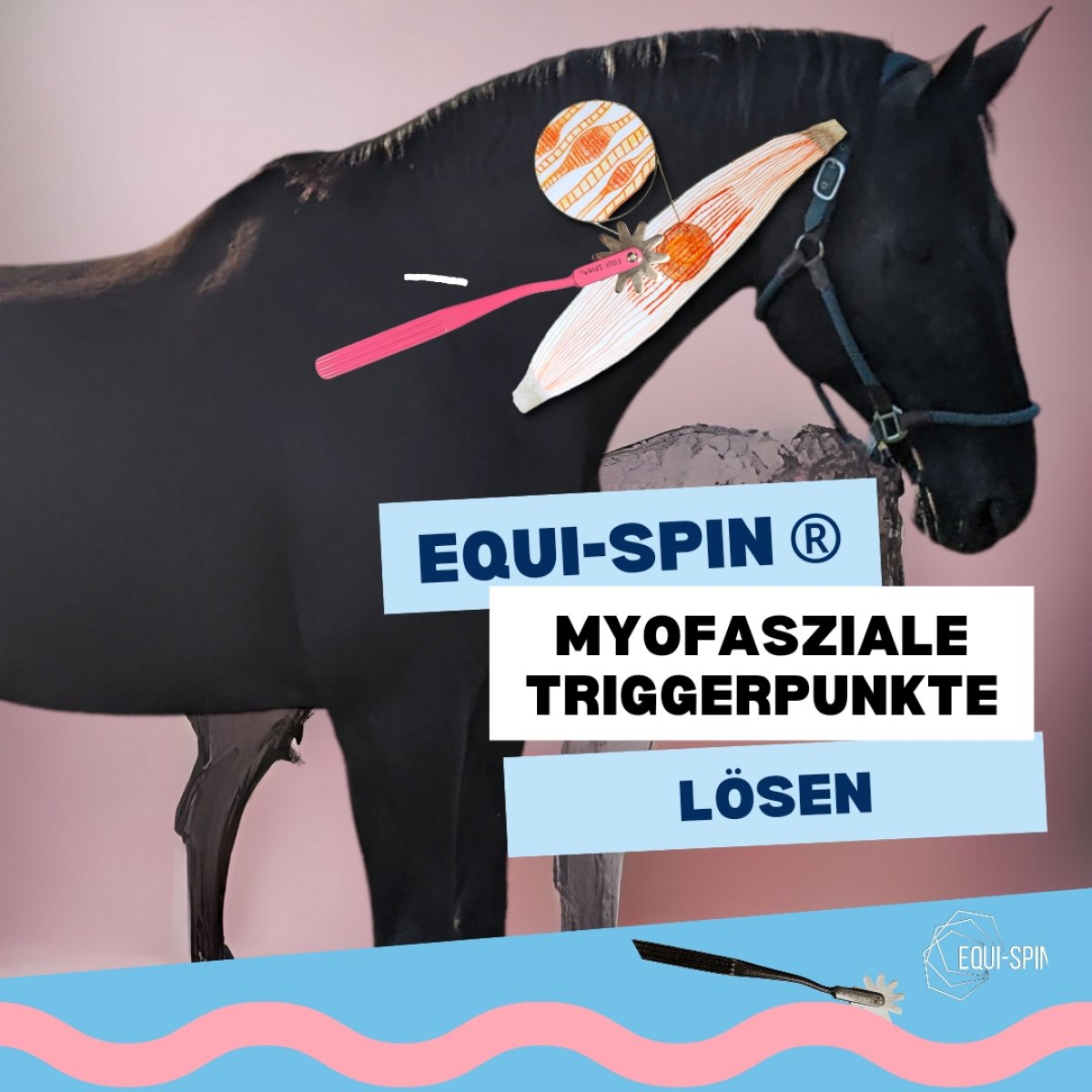 EQUI-SPIN® Faszien, Wellness und Entspannung fürs Pferd