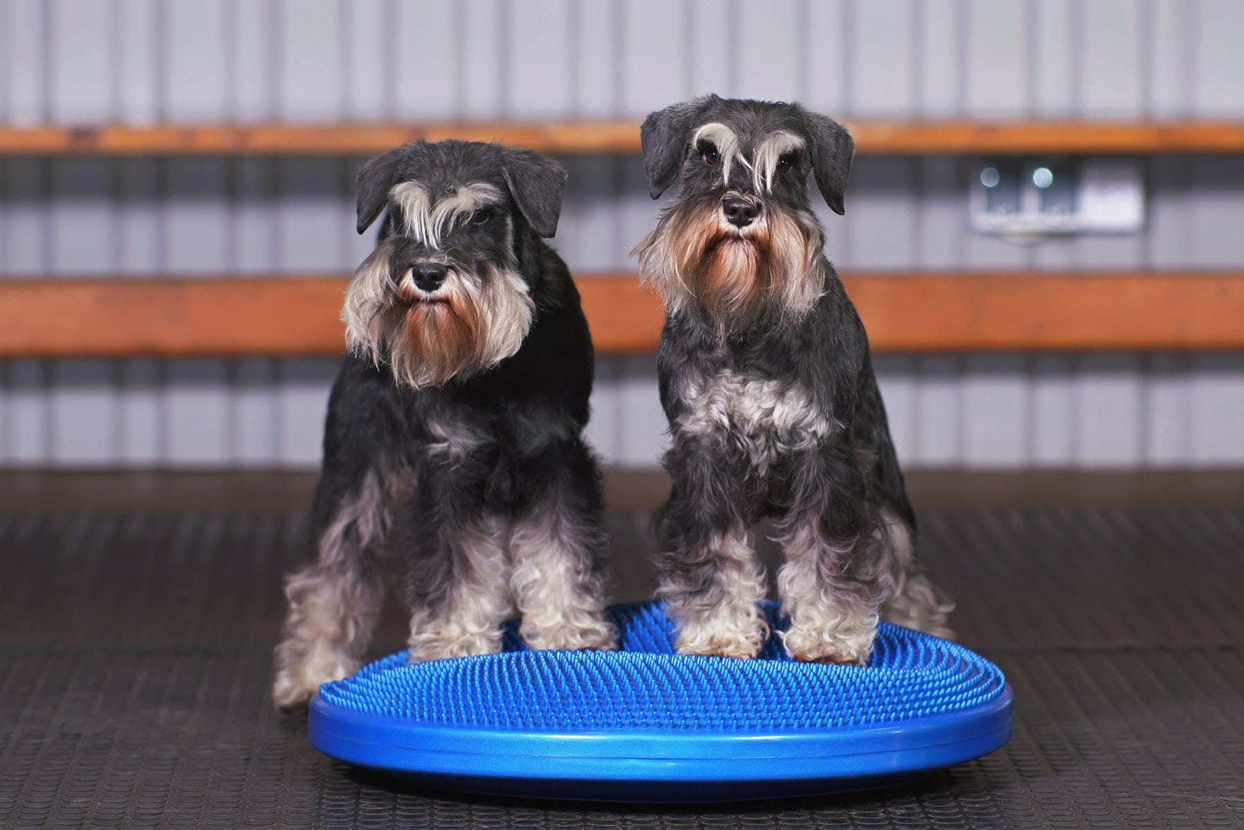 FitPAWS® Balance Disc – Gleichgewichtstraining für Hund