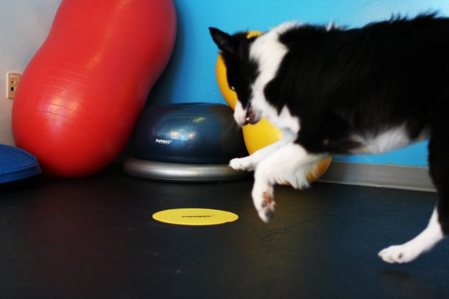 FitPAWS® Targets zum Training von Geist und Gesundheit