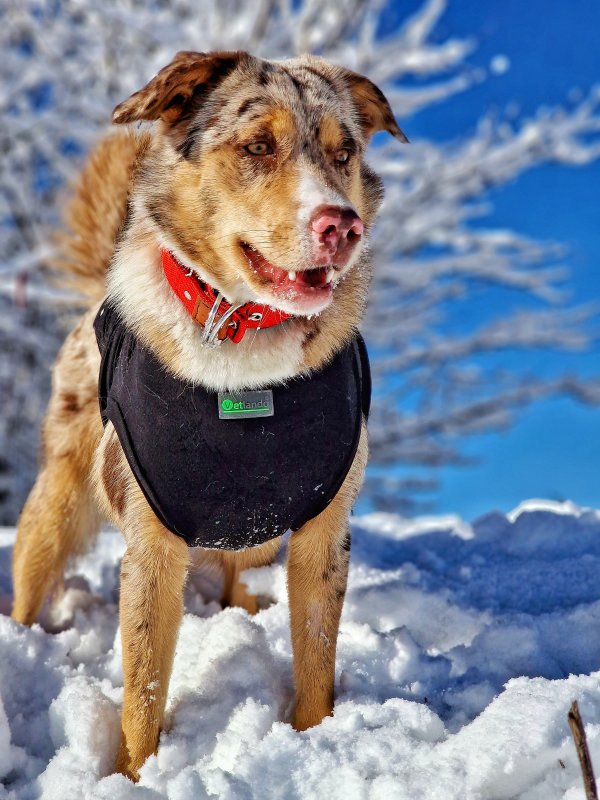 Vetlando Post-OP Body für Hunde - Leckschutz