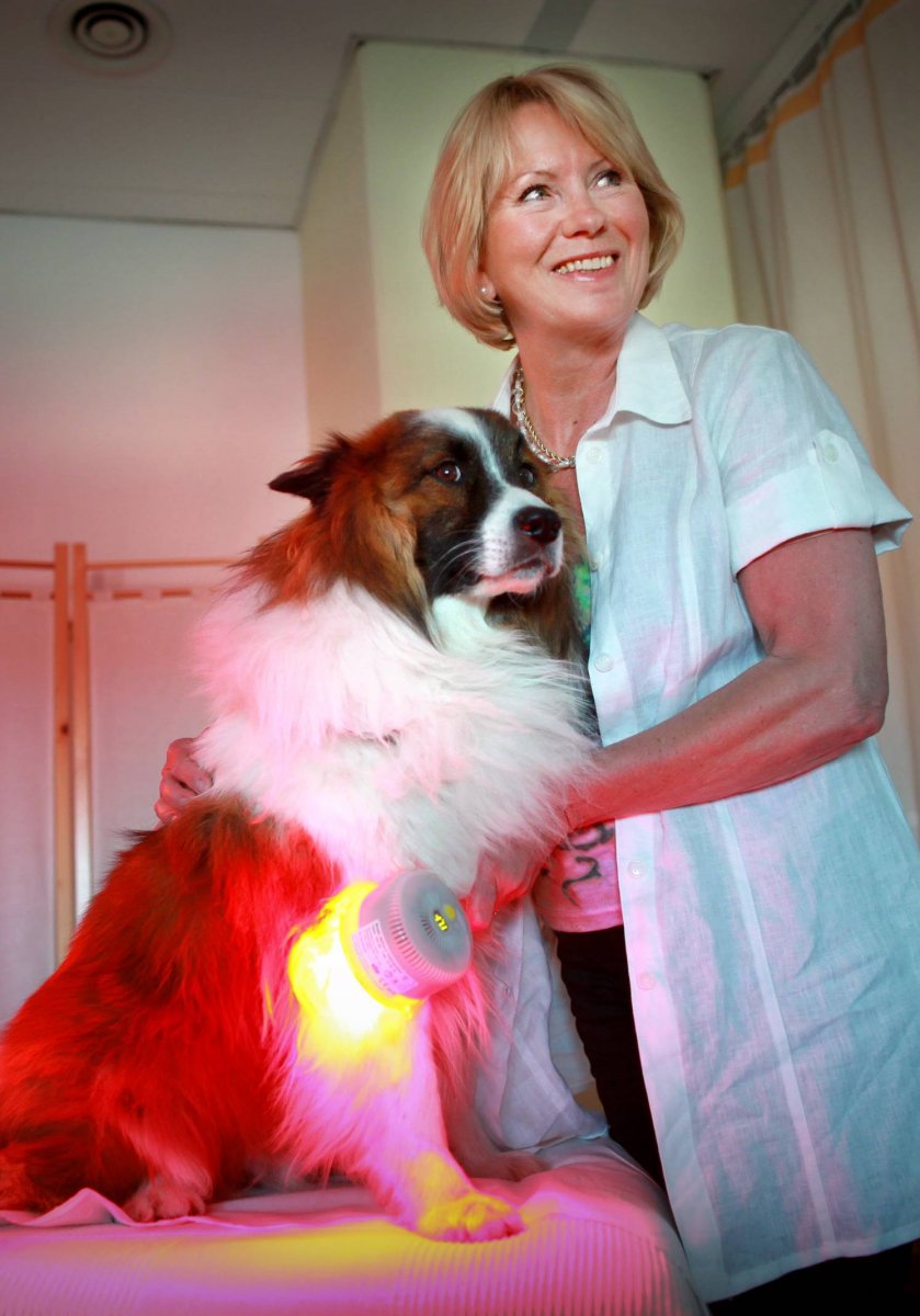 repuls vet LED-Rotlichgerät mit gepulstem Rotlicht